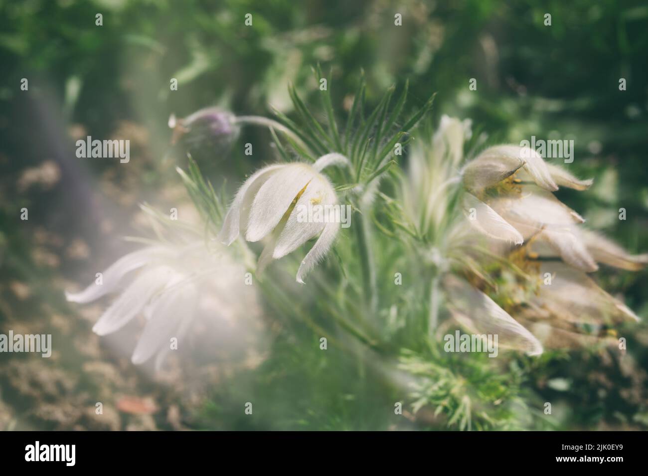 Beautiful anemone flowers - photo with motion effect, double exposure ...