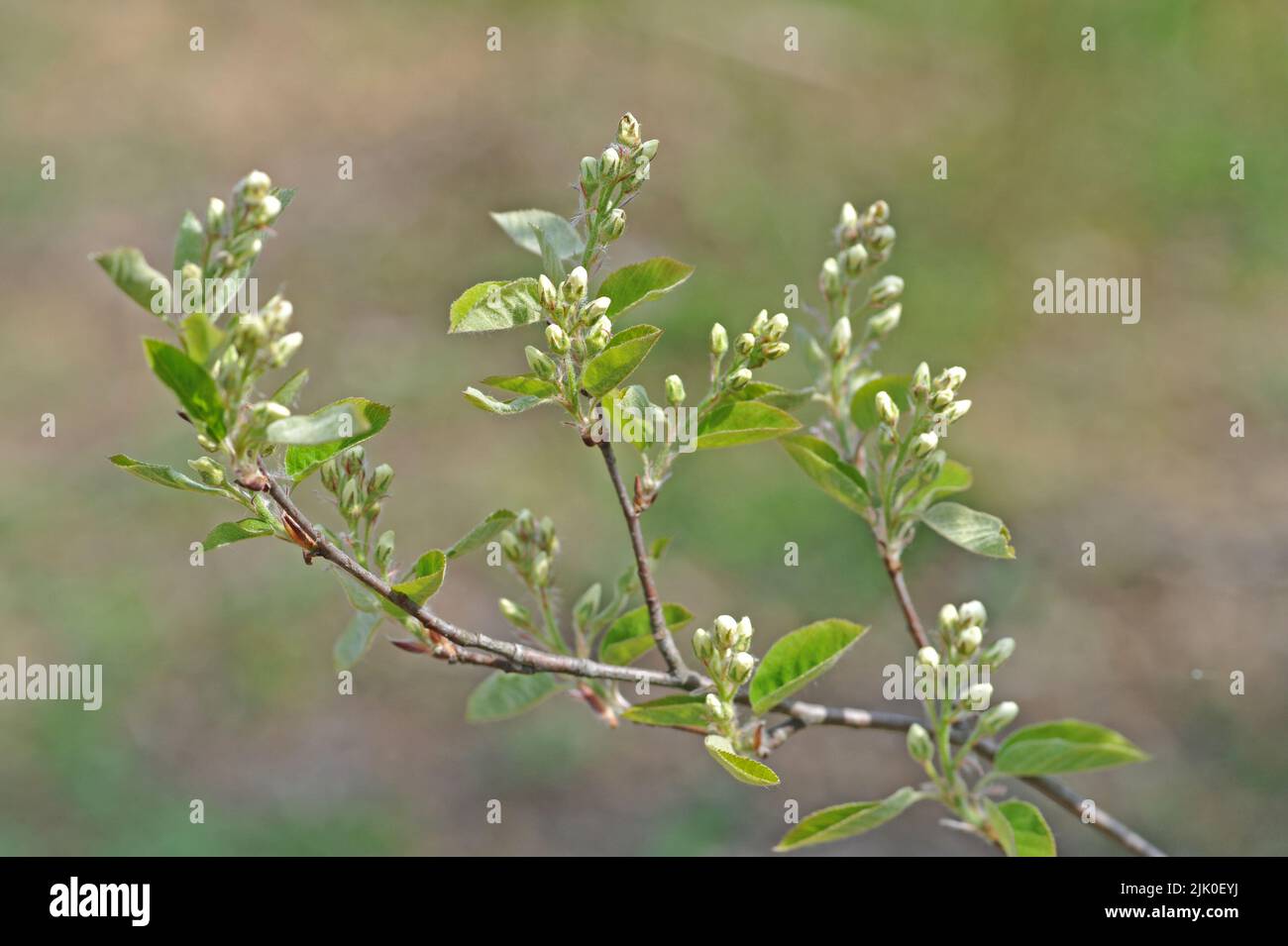 Delicate buds and flowers of Amelanchier, blurred background Stock ...