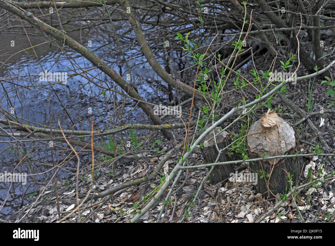 Traces of beavers working near the river. Signs of beaver activity ...