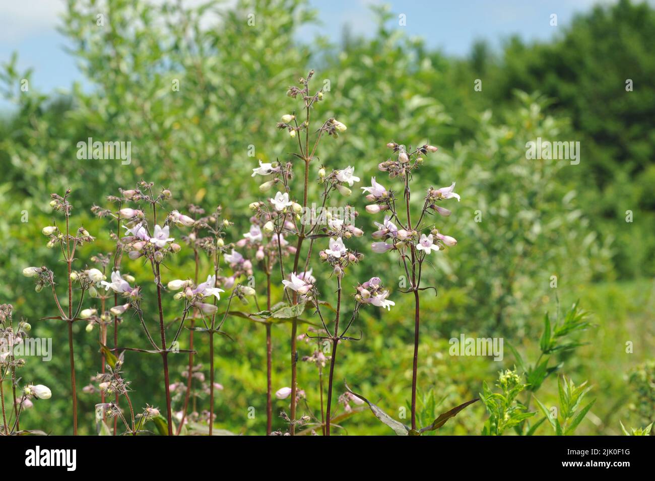 White flowers of Penstemon digitalis in the garden Stock Photo - Alamy