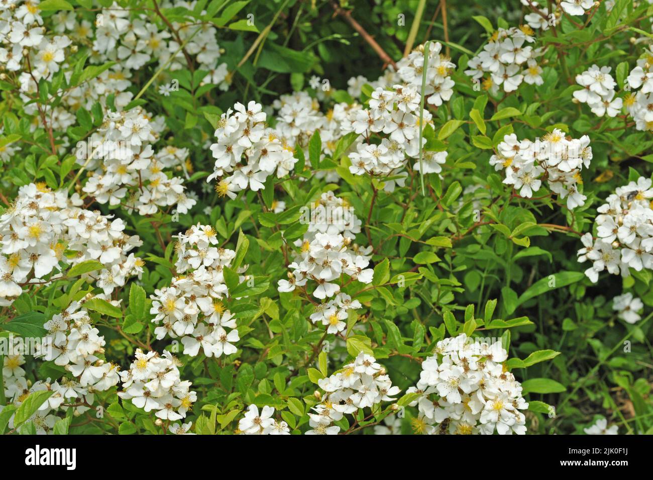 Beautiful and delicate multiflora rose flowers Stock Photo - Alamy