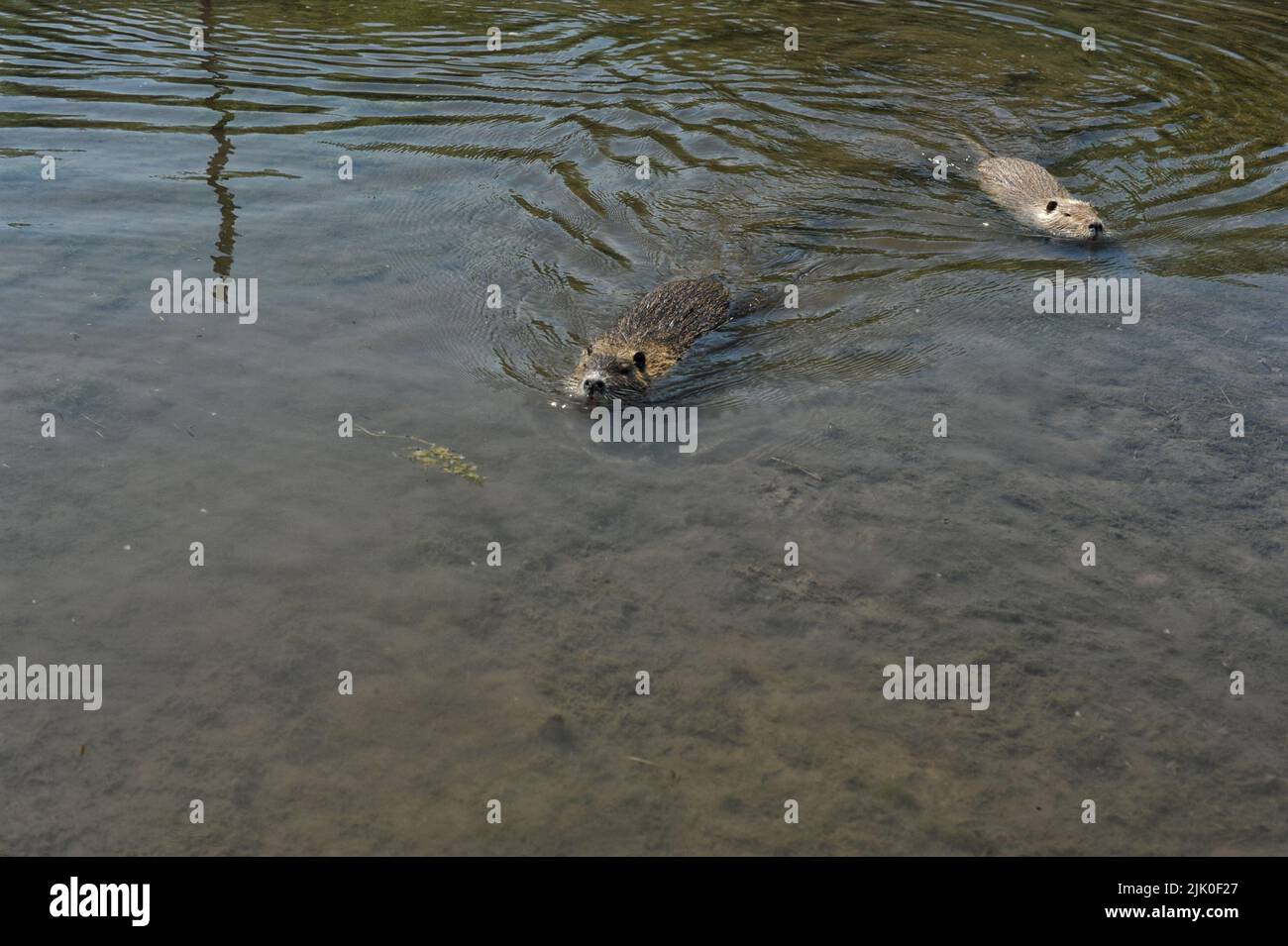 Cute little nutria animal in the water in the park Stock Photo - Alamy