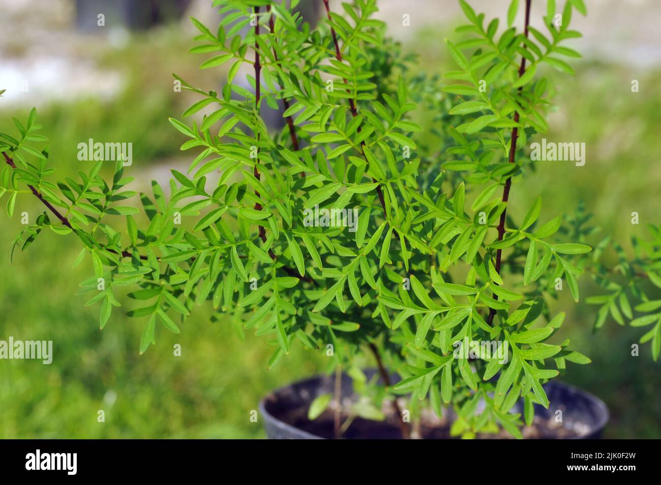 Gentle botanical - delicate leaves of the plant, blurred background ...