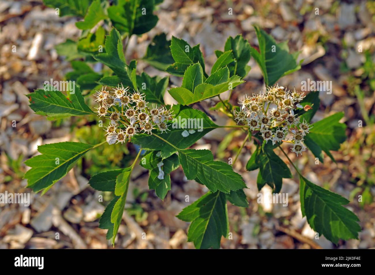 Chinese hawthorn - a beautiful plant background. Fragile leaves and ...