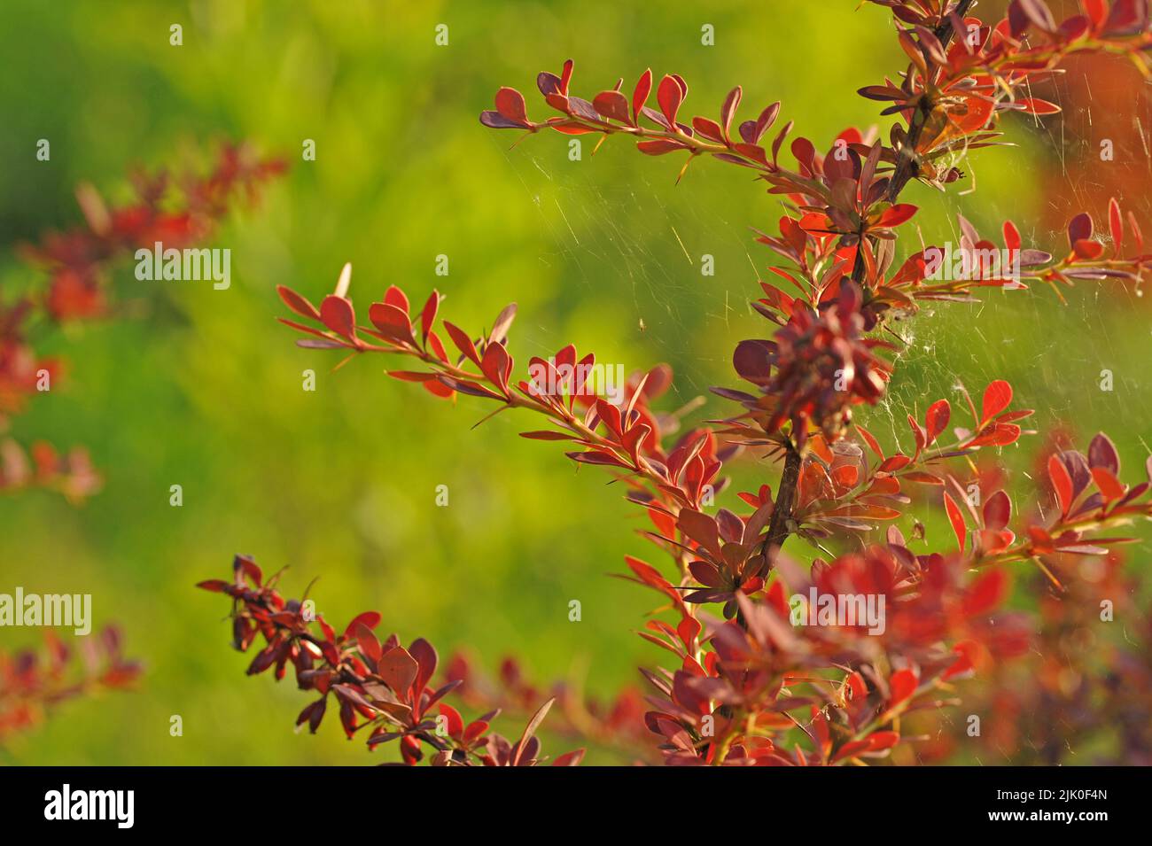 Beautiful red barberry leaves - gentle background Stock Photo - Alamy