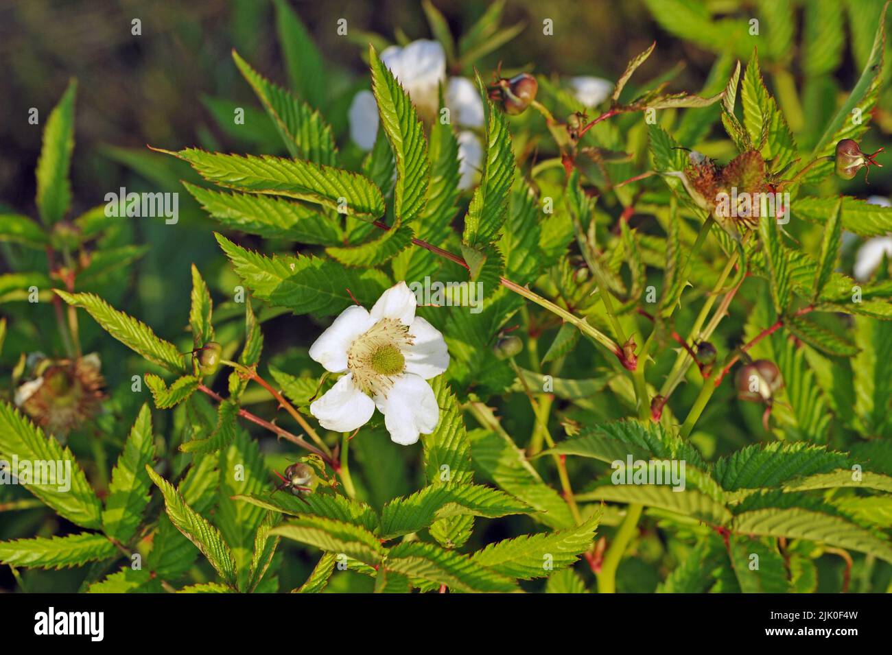 Mauritius raspberry hi-res stock photography and images - Alamy