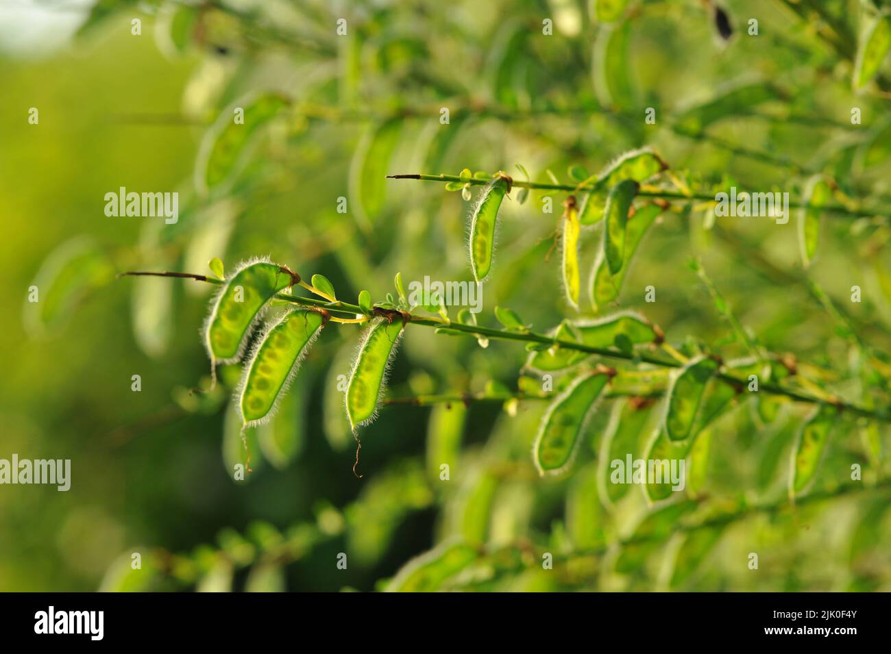 Broom plant seed pods hi-res stock photography and images - Alamy