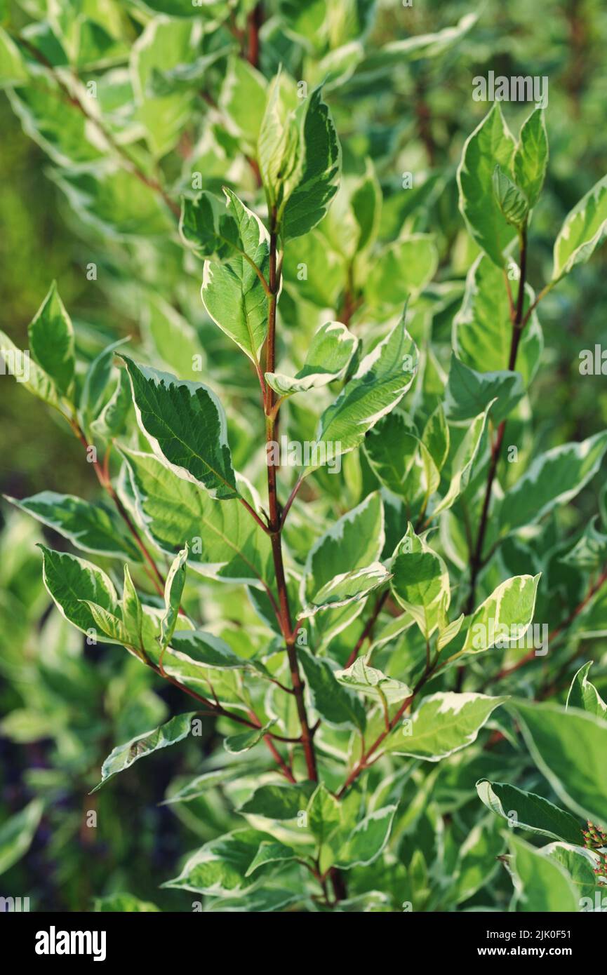 Variegated foliage of Cornus mas Stock Photo - Alamy