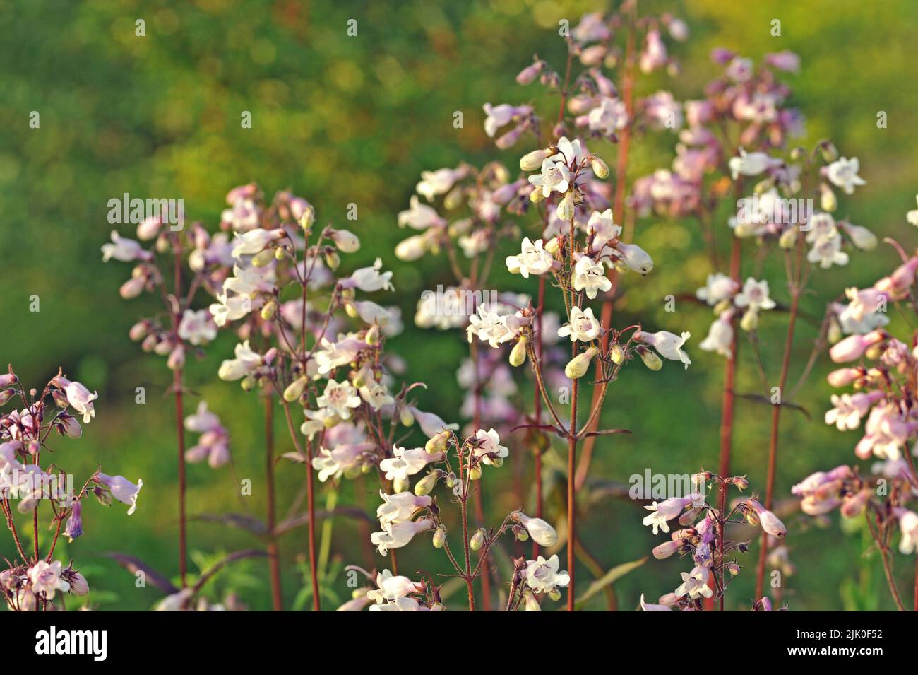 White flowers of Penstemon digitalis in the garden Stock Photo - Alamy
