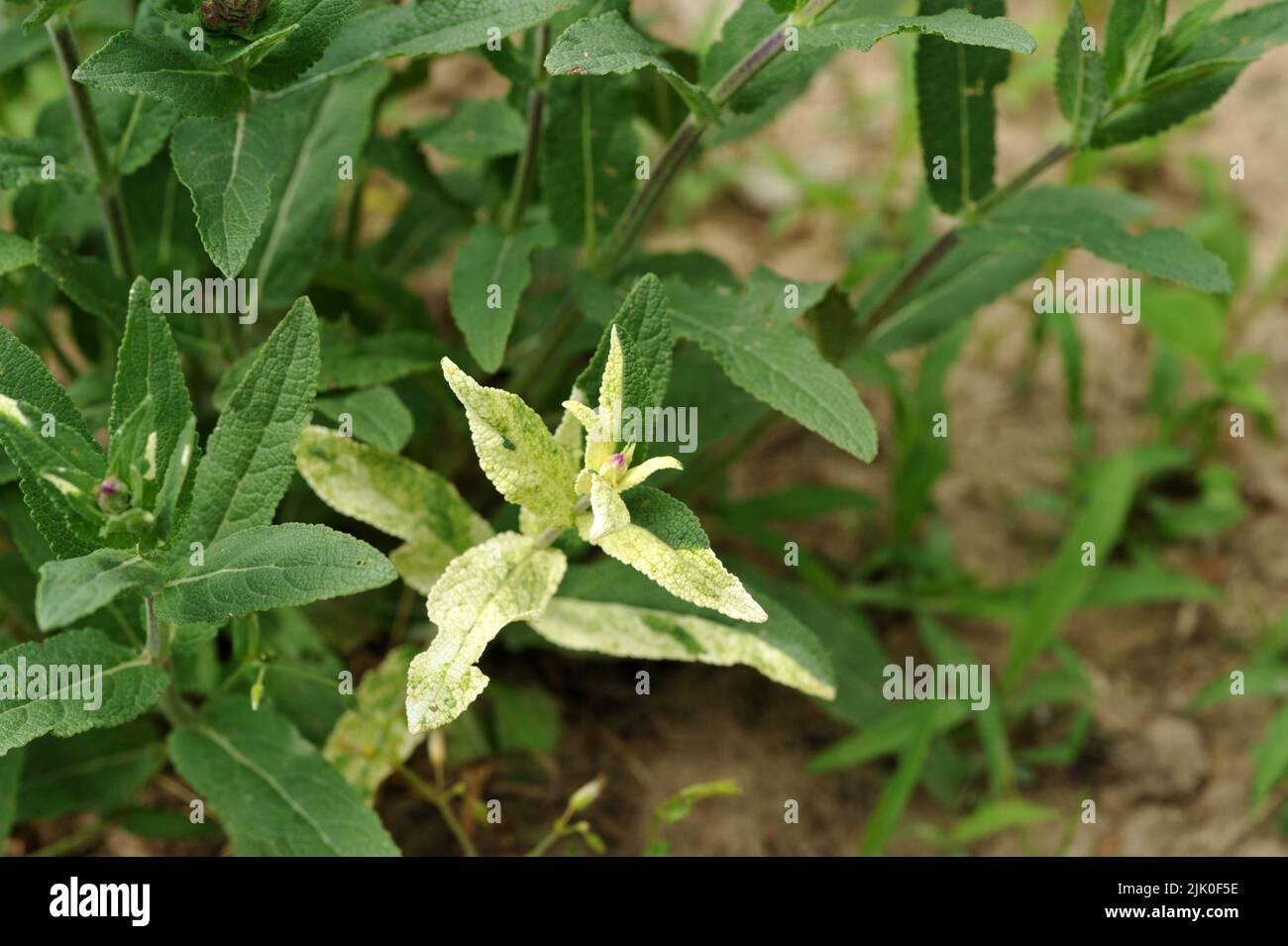 Variegation growth hi-res stock photography and images - Alamy