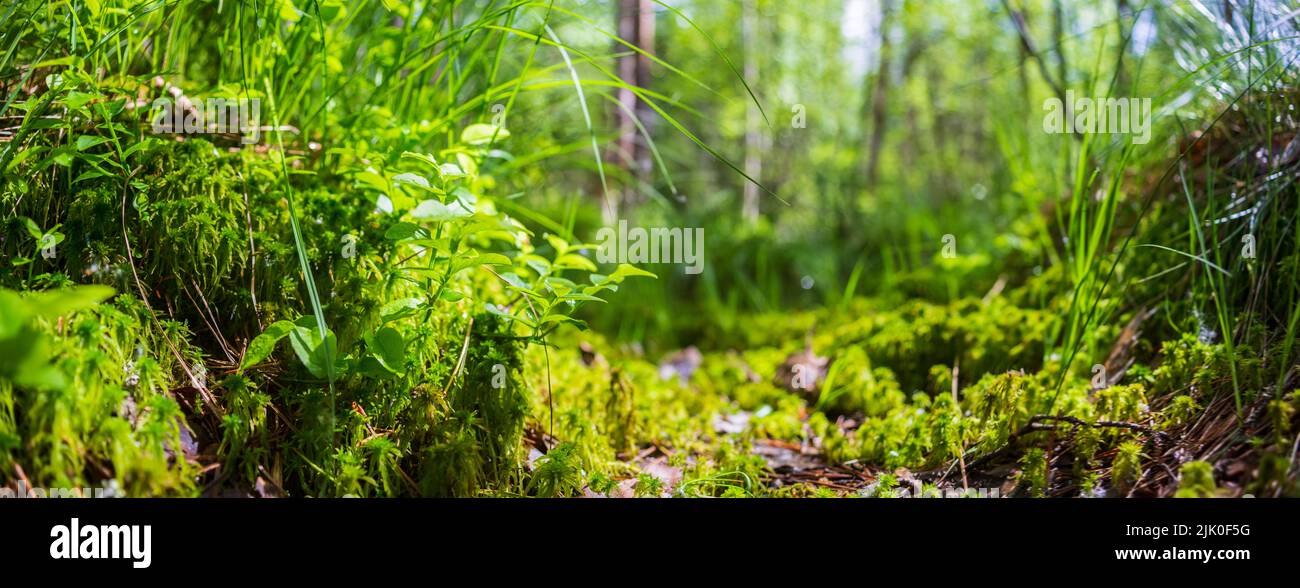 Panoramic banner background with closeup of forest green plants, moss ...