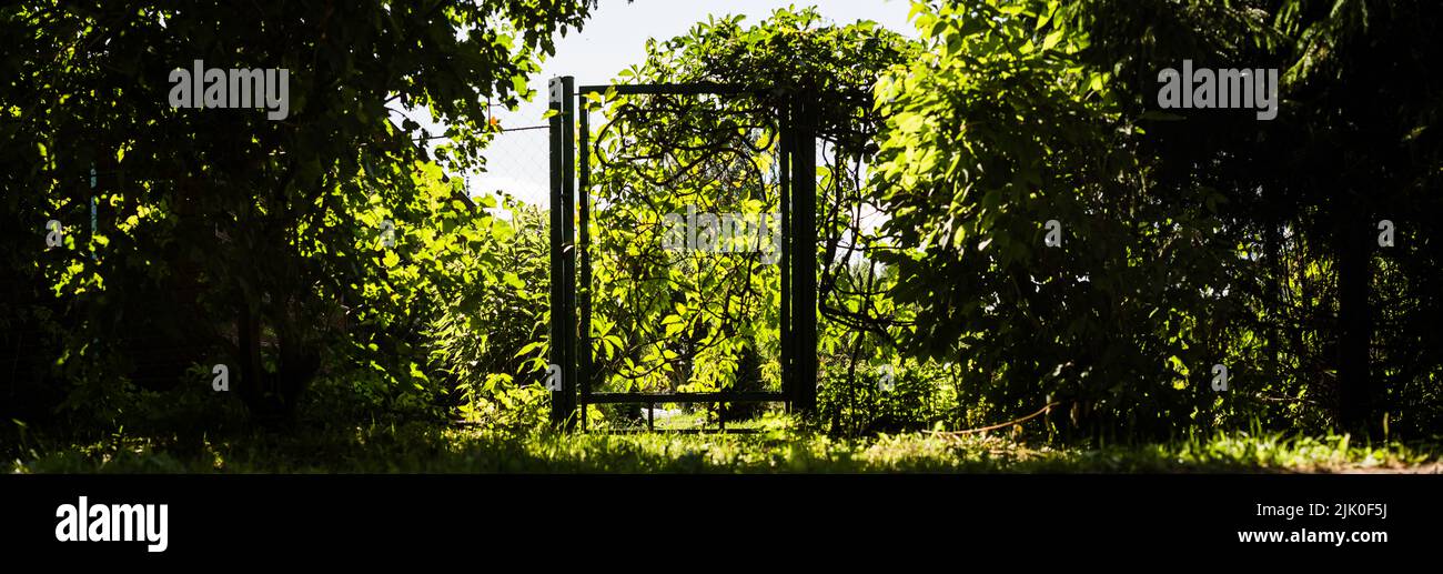 Rural iron gate and fence surrounded by summer greenery. Beautiful ...