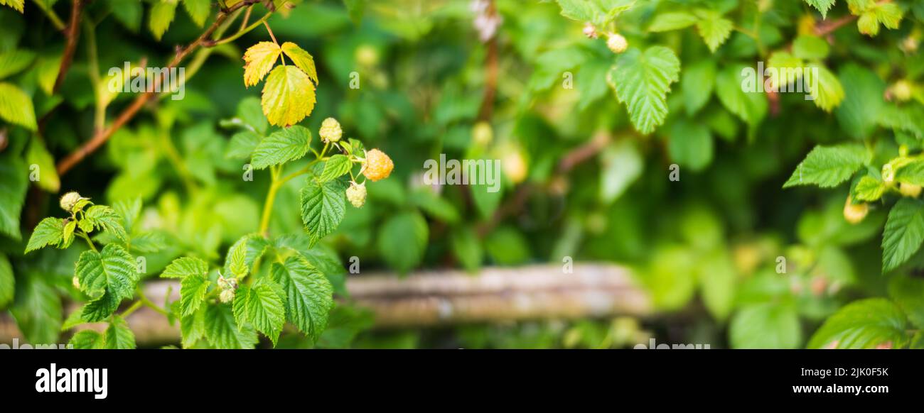 Ripe, juicy raspberries. Garden fruit bush. Beautiful natural rural ...