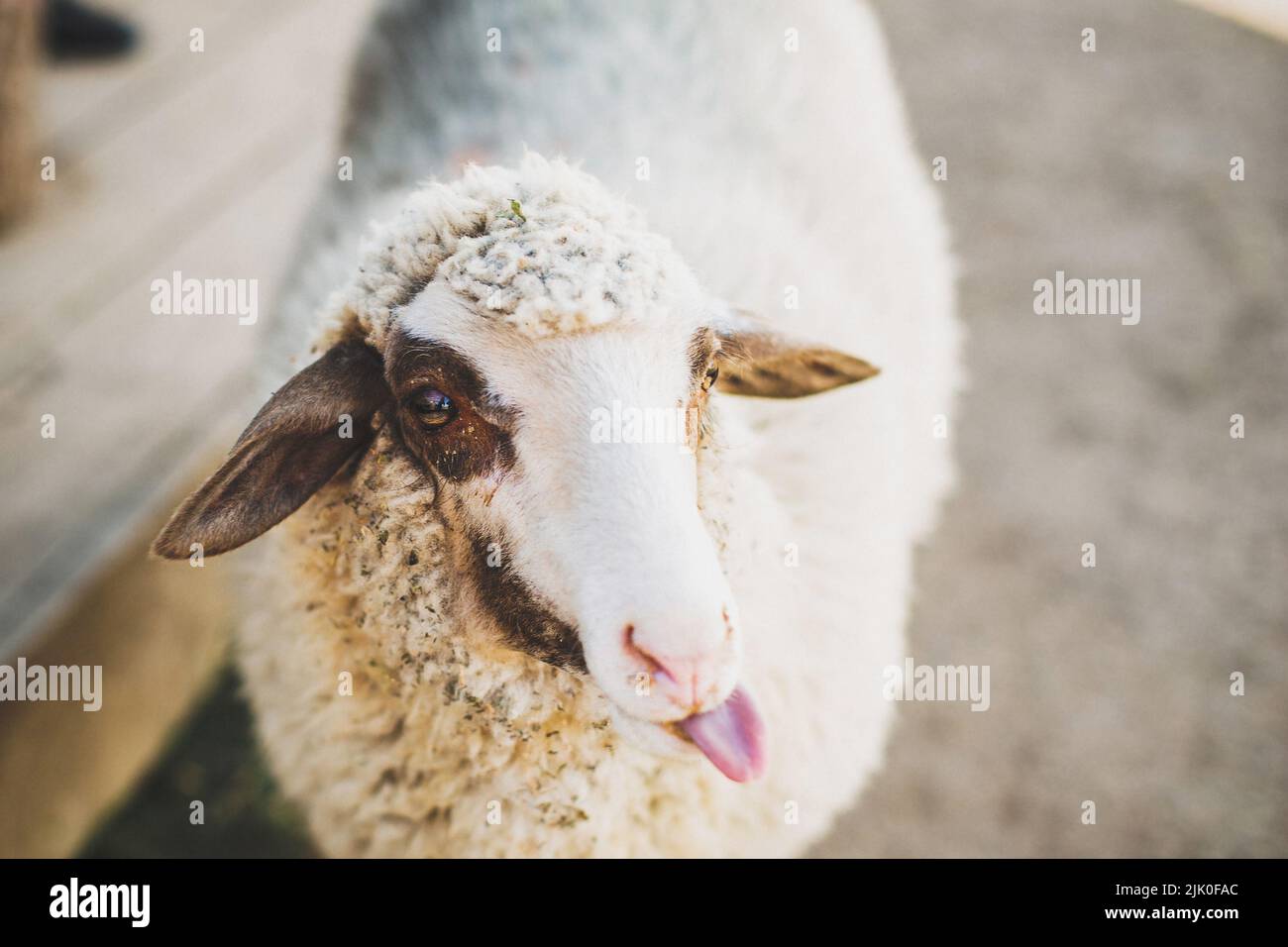 Cute and fluffy sheep shows his tongue Stock Photo - Alamy
