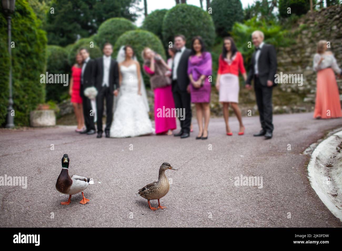 Two ducks in front of wedding guests Stock Photo - Alamy
