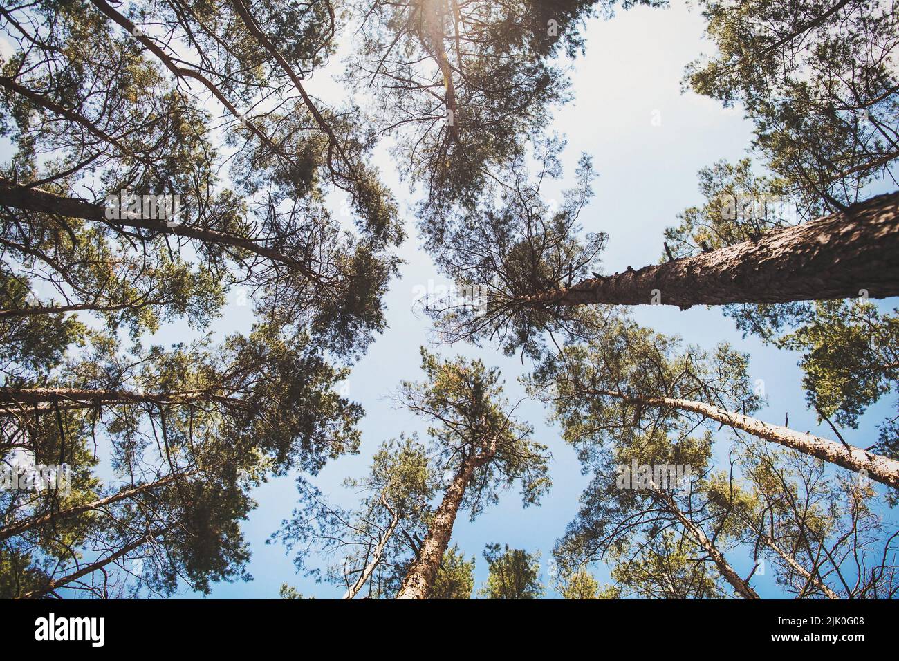 Cedar trees clear blue sky hi-res stock photography and images - Alamy
