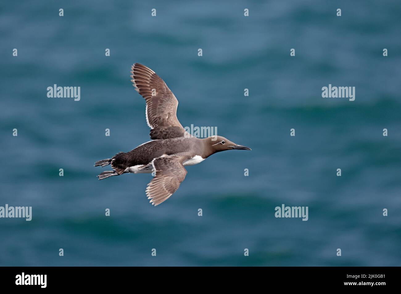 Common Guillemot in flight over the sea on Skokholm Island Wales Stock ...
