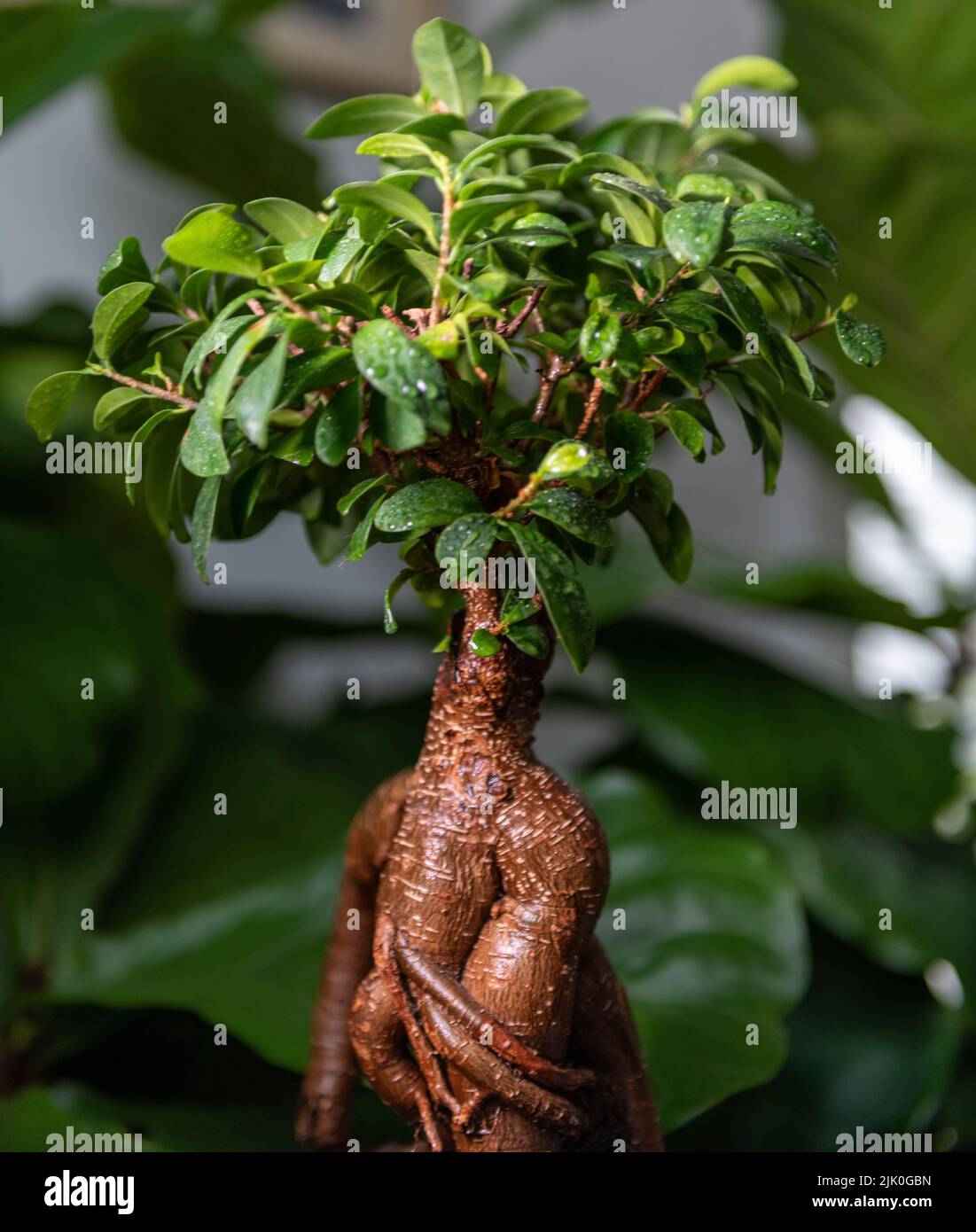 A closeup shot detail of Ficus microcarpa plant with blur background ...