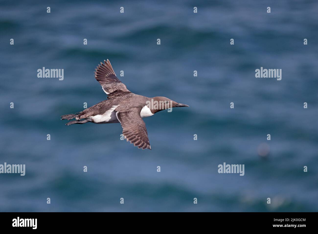 Common Guillemot in flight over the sea on Skokholm Island Wales Stock ...
