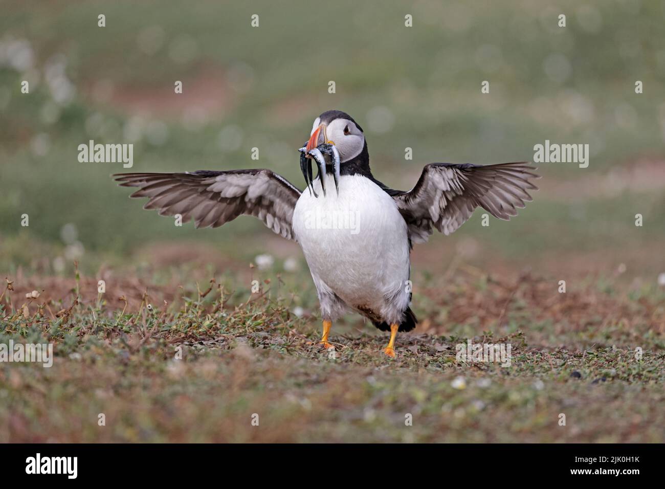 Atlantic puffin fratecula arctica hi-res stock photography and images ...