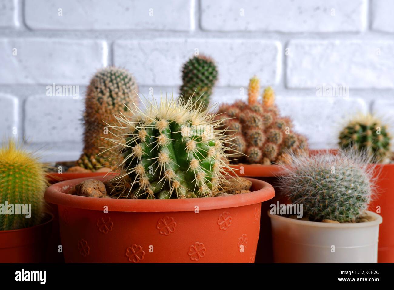 Group various indoor cacti hi-res stock photography and images - Alamy