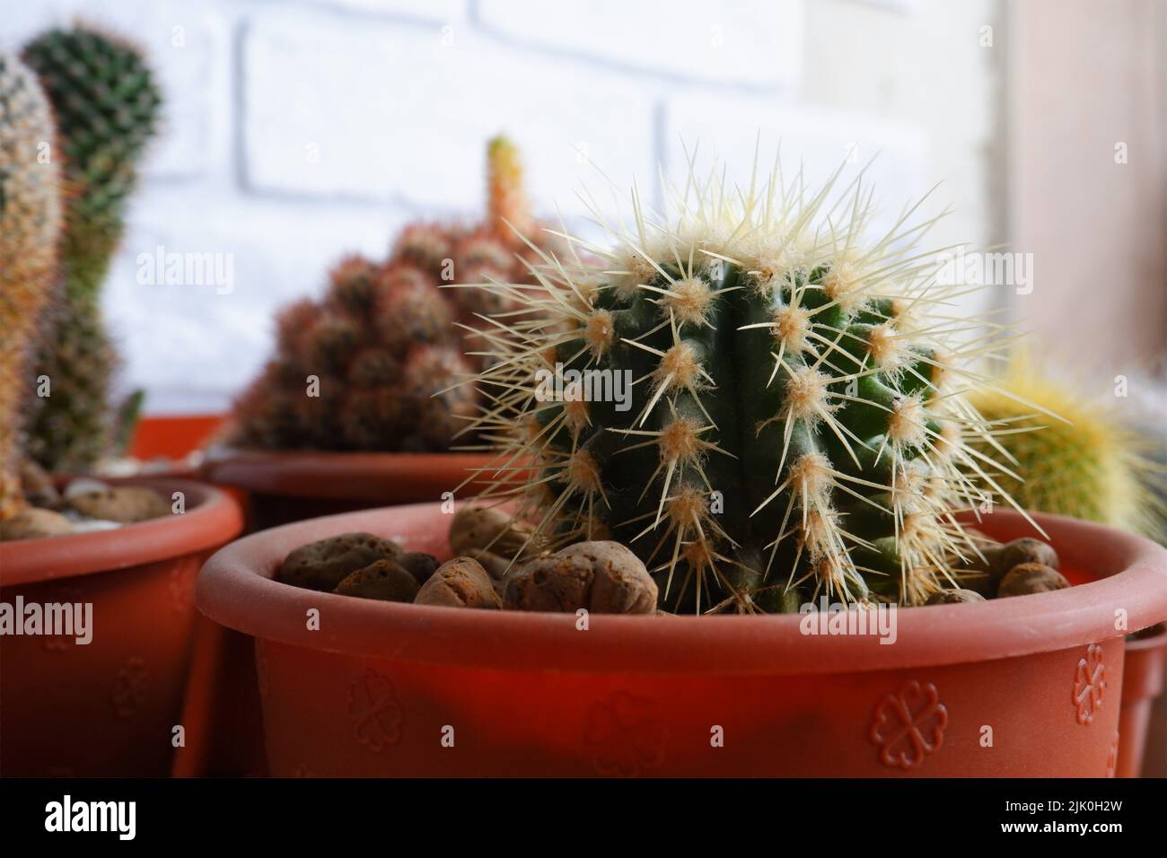 Group various indoor cacti hi-res stock photography and images - Alamy