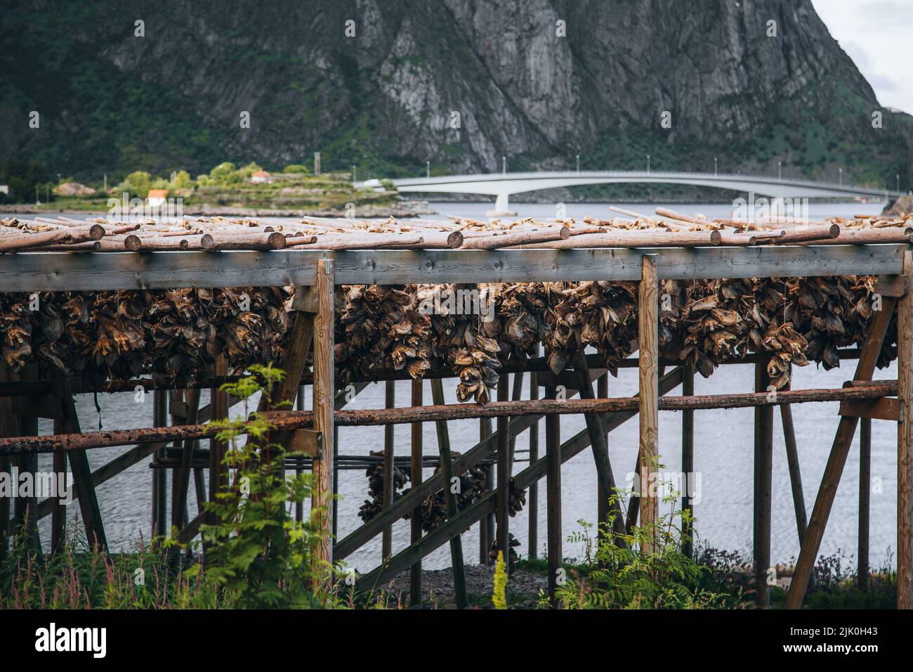 Fish drying racks in the Lofoten Islands in Norway Stock Photo - Alamy
