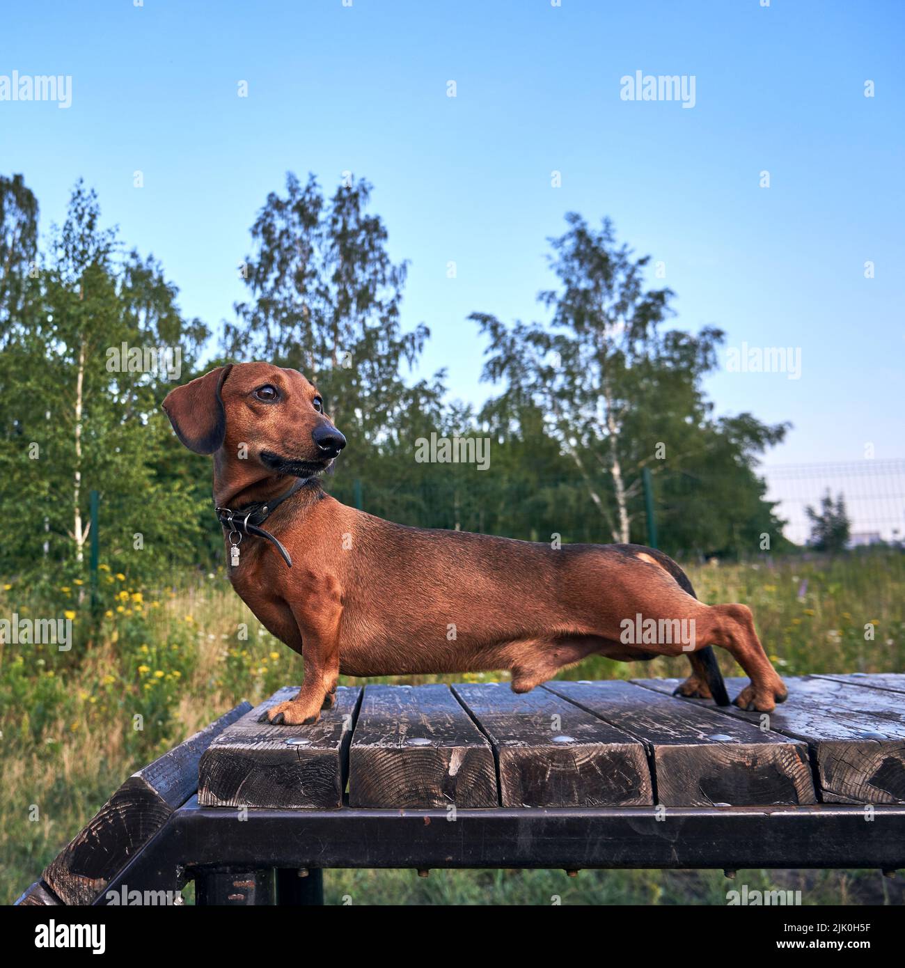 Miniature dachshund training hi-res stock photography and images - Alamy