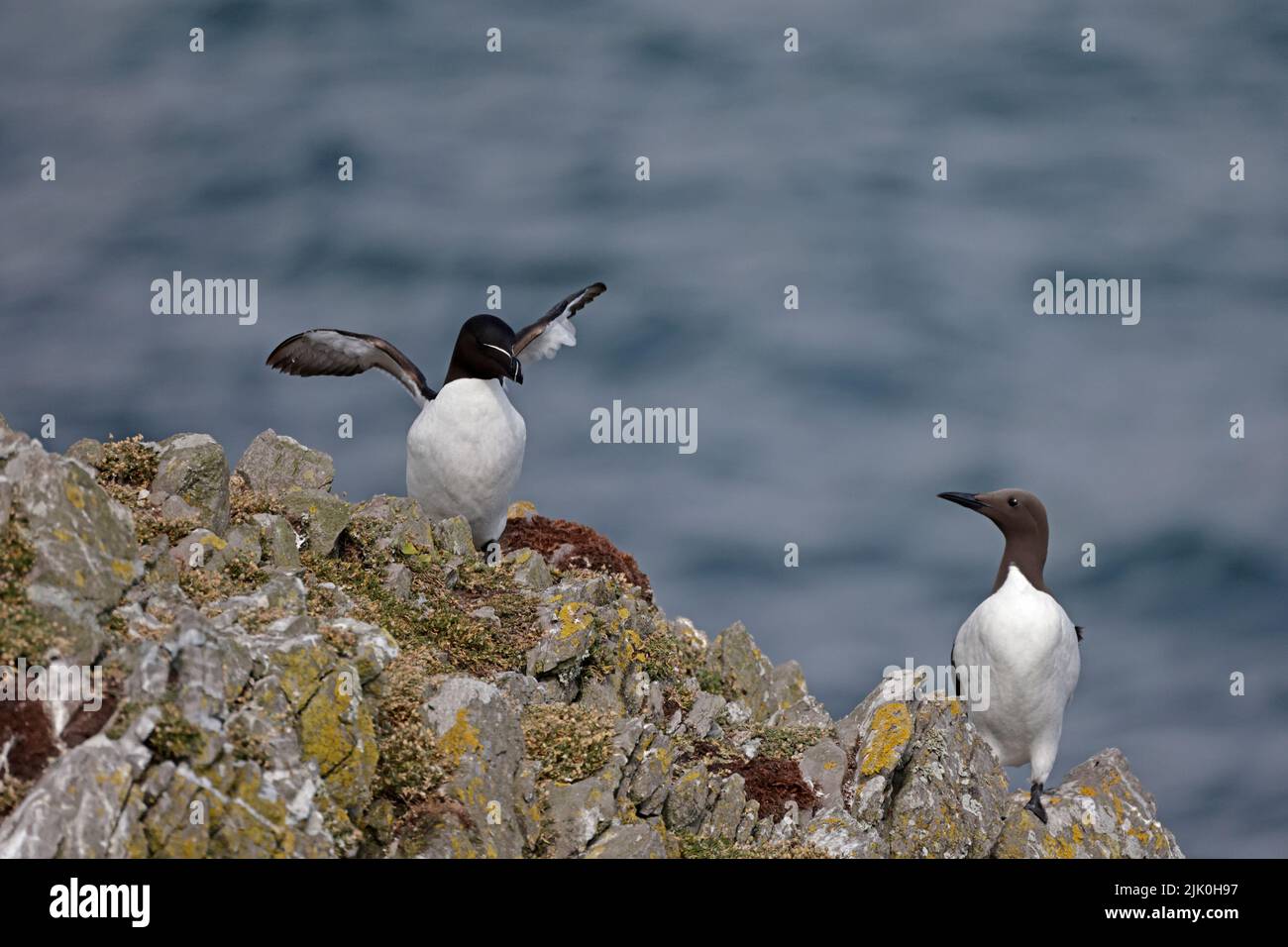 Razorbill flapping its wings next to a Common Guillemot on Skokholm ...