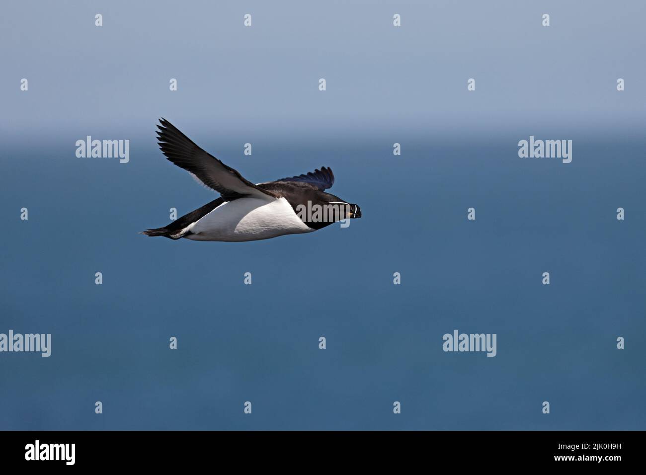 Razorbill in flight on Skokholm Island Wales Stock Photo - Alamy