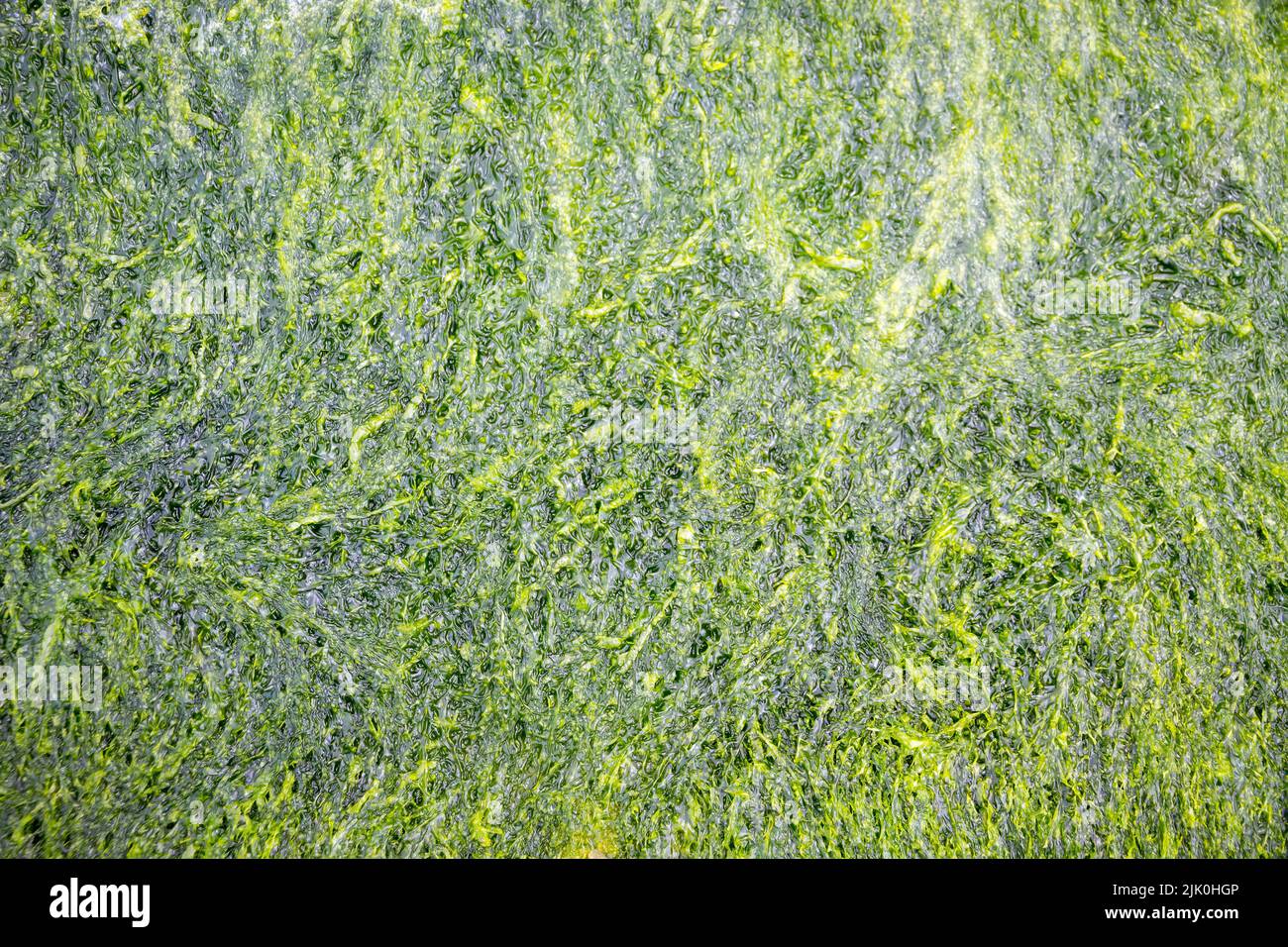 Green algae closeup view. Background texture wallpaper Stock Photo - Alamy
