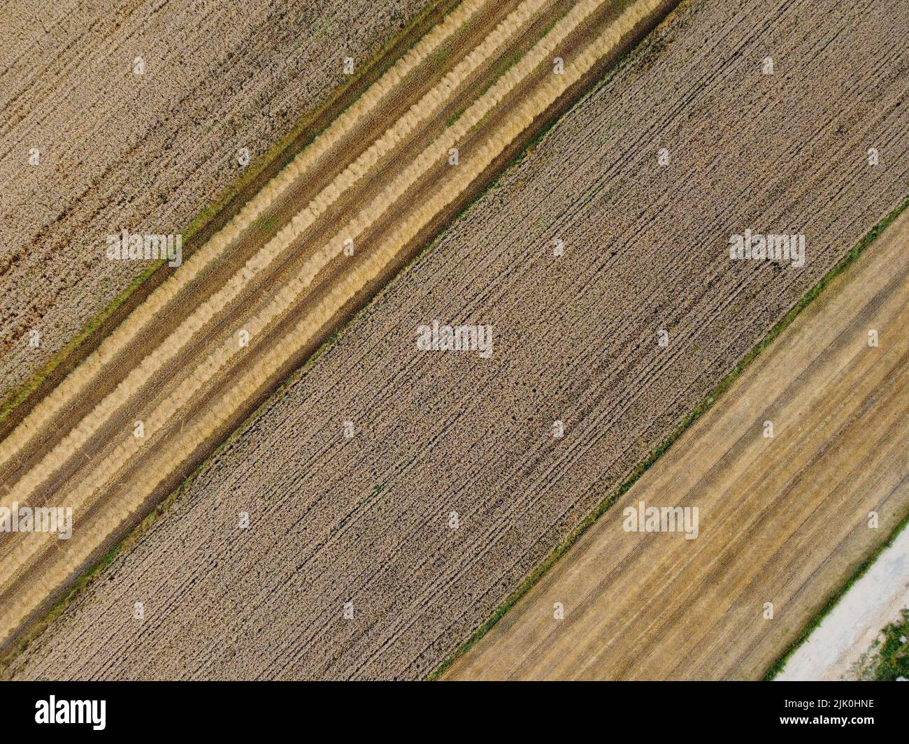 An aerial view of long corn fields with yellow lines Stock Photo - Alamy