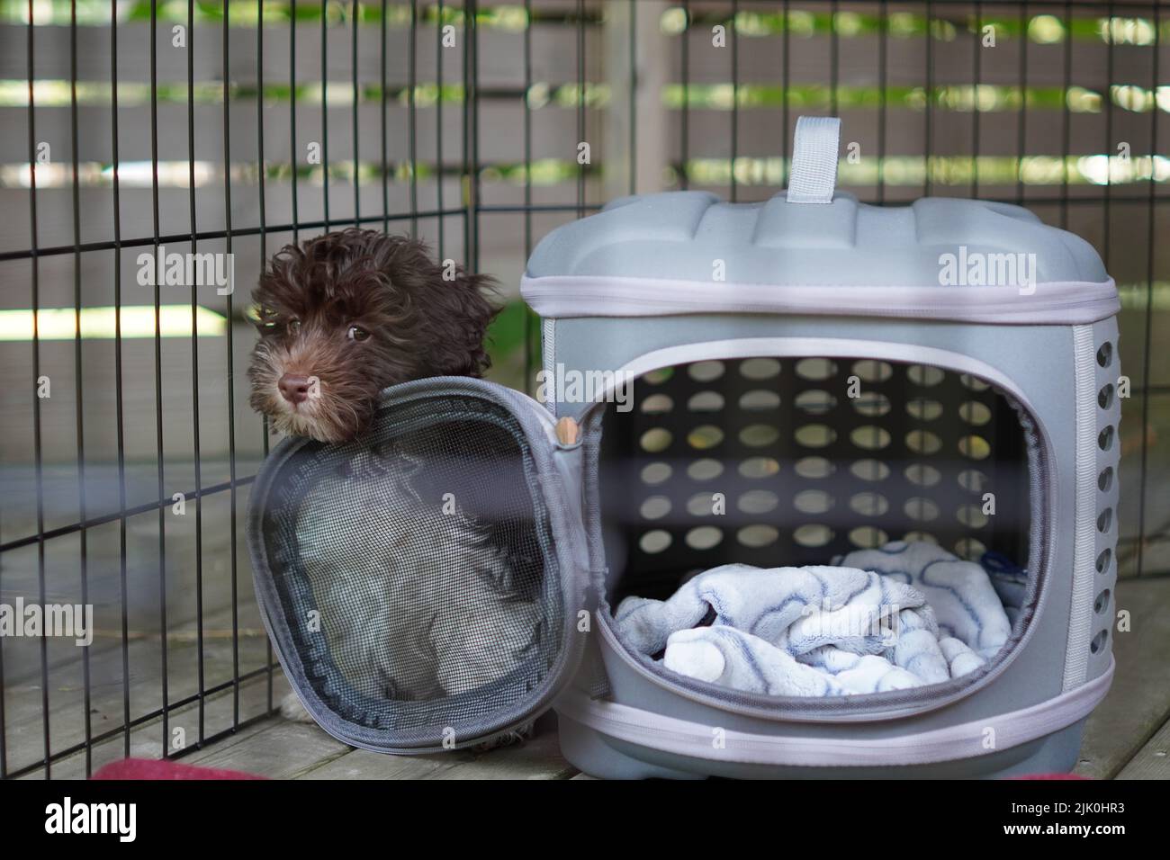 A scared white and brown Bernedoodle puppy sitting in its cage Stock ...