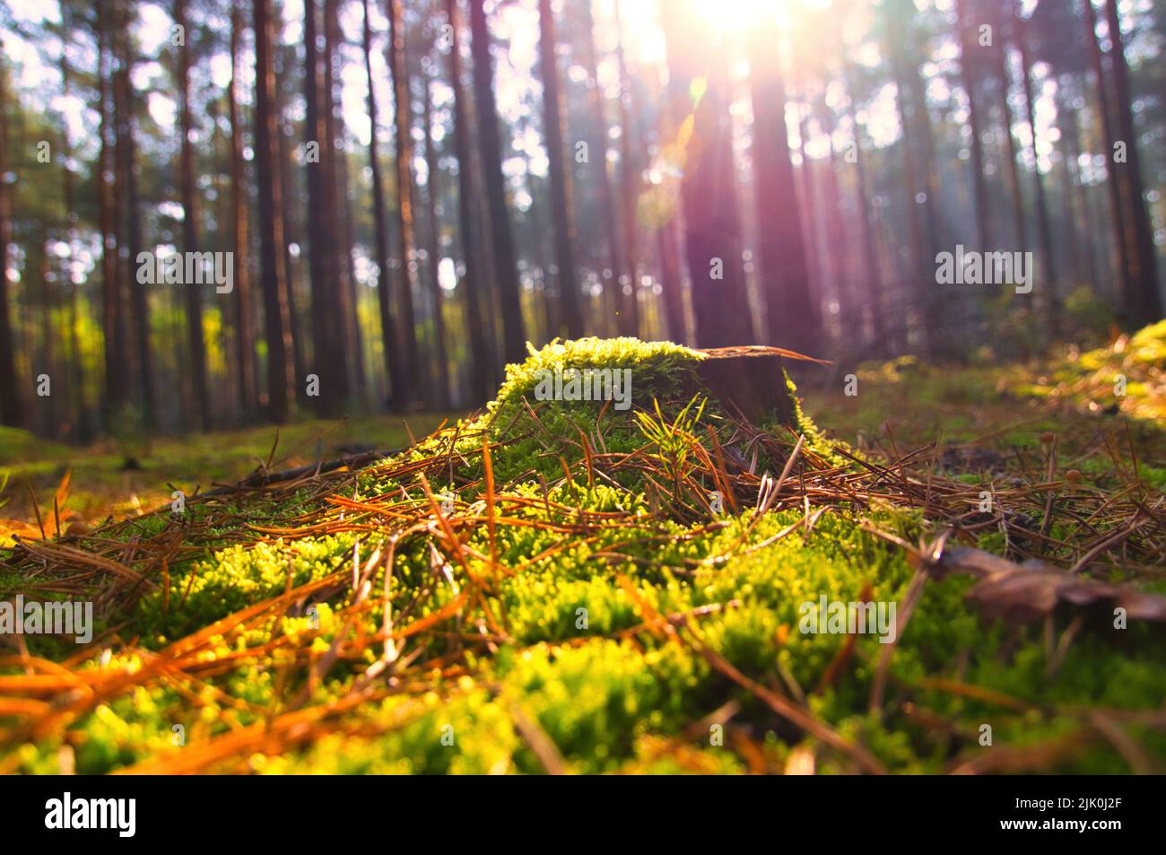 Tree stump overgrown with moss in an autumn forest. Landscape photo ...