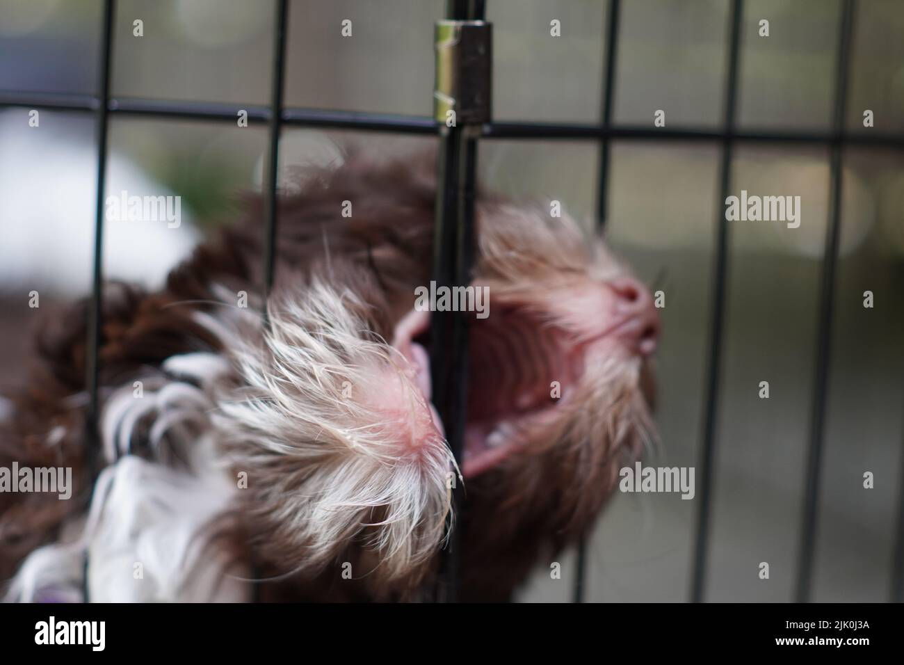 Biting cage hi-res stock photography and images - Alamy