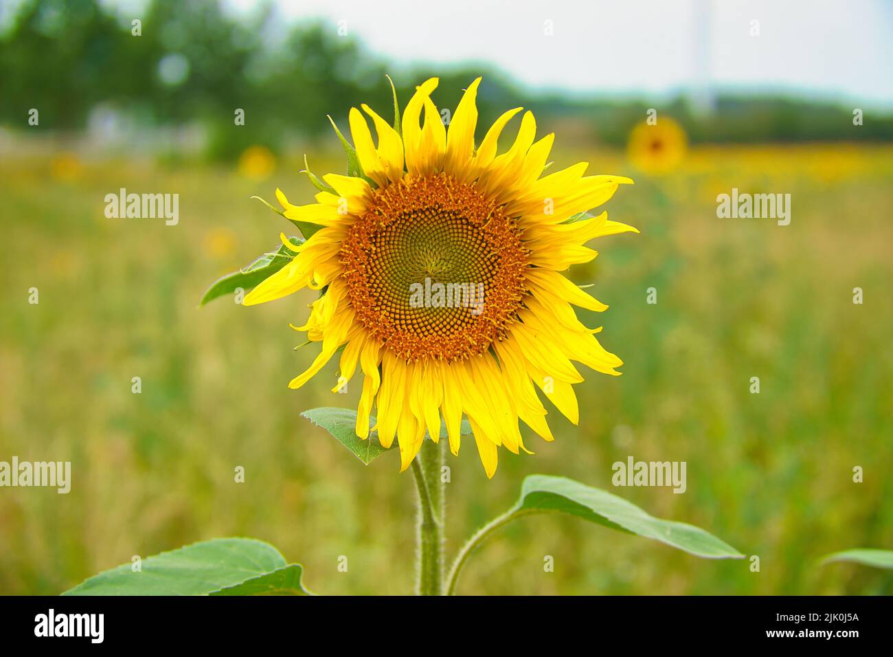 Sunflower shown individually on a sunflower field. Round yellow flower ...