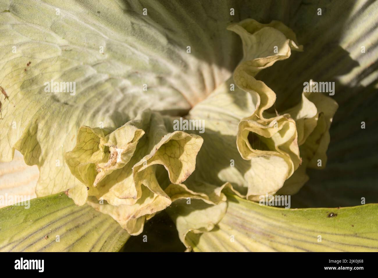 Frilly new growth at centre of Staghorn fern, Platycerium bifurcatum ...