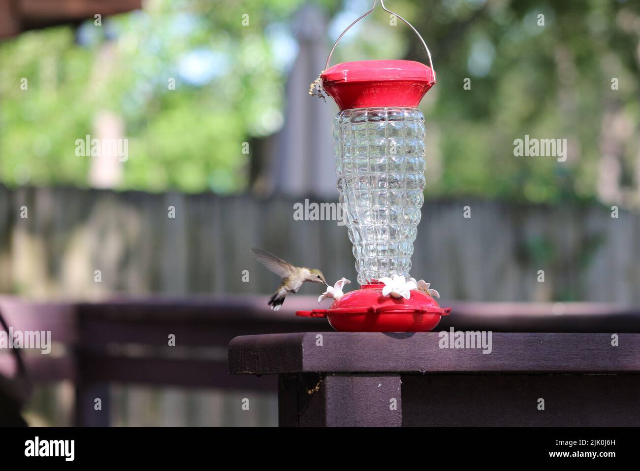 A cute hummingbird drinking water from a water feeder outdoors Stock ...