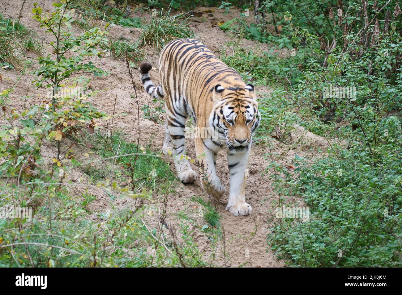 Tiger between trees and rock. Striped coat of elegant predators. Big ...