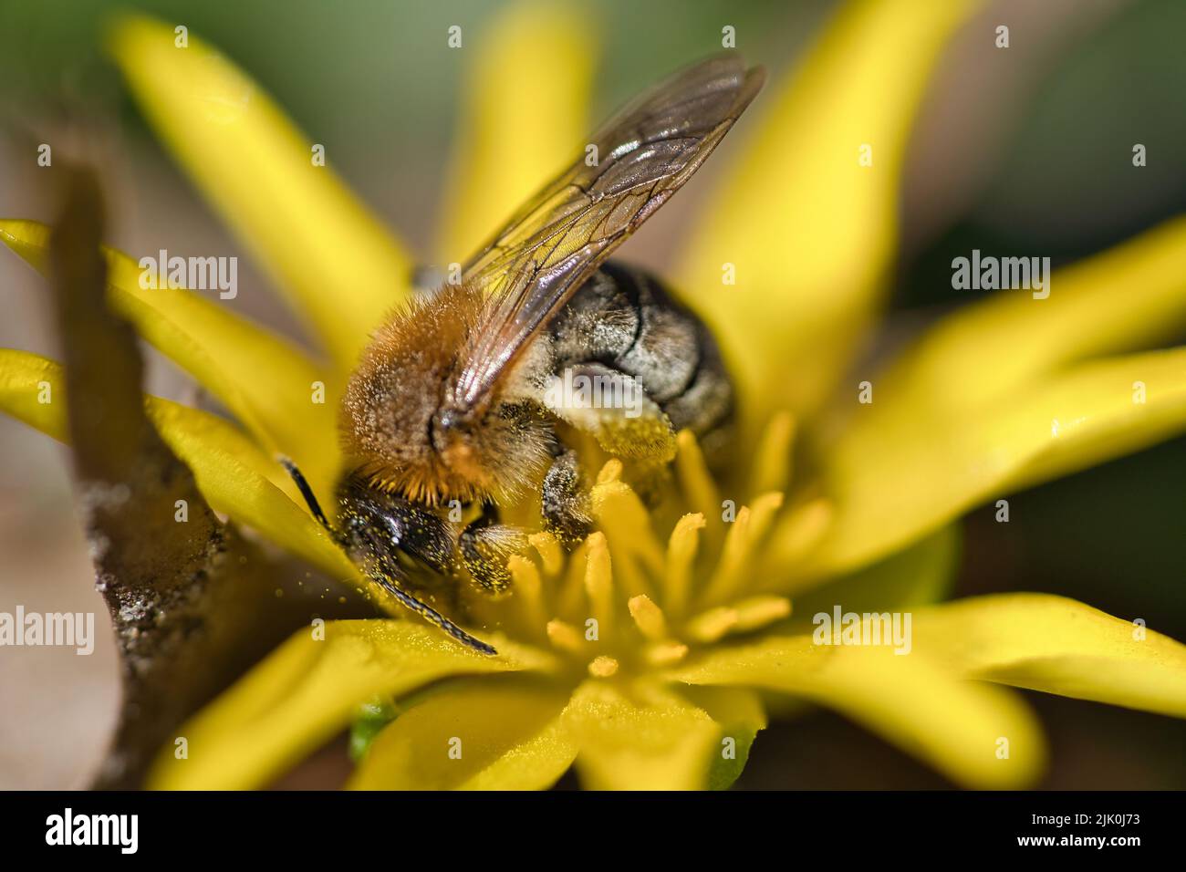 Honey bee collecting nectar on a yellow flower. Busy insects from ...