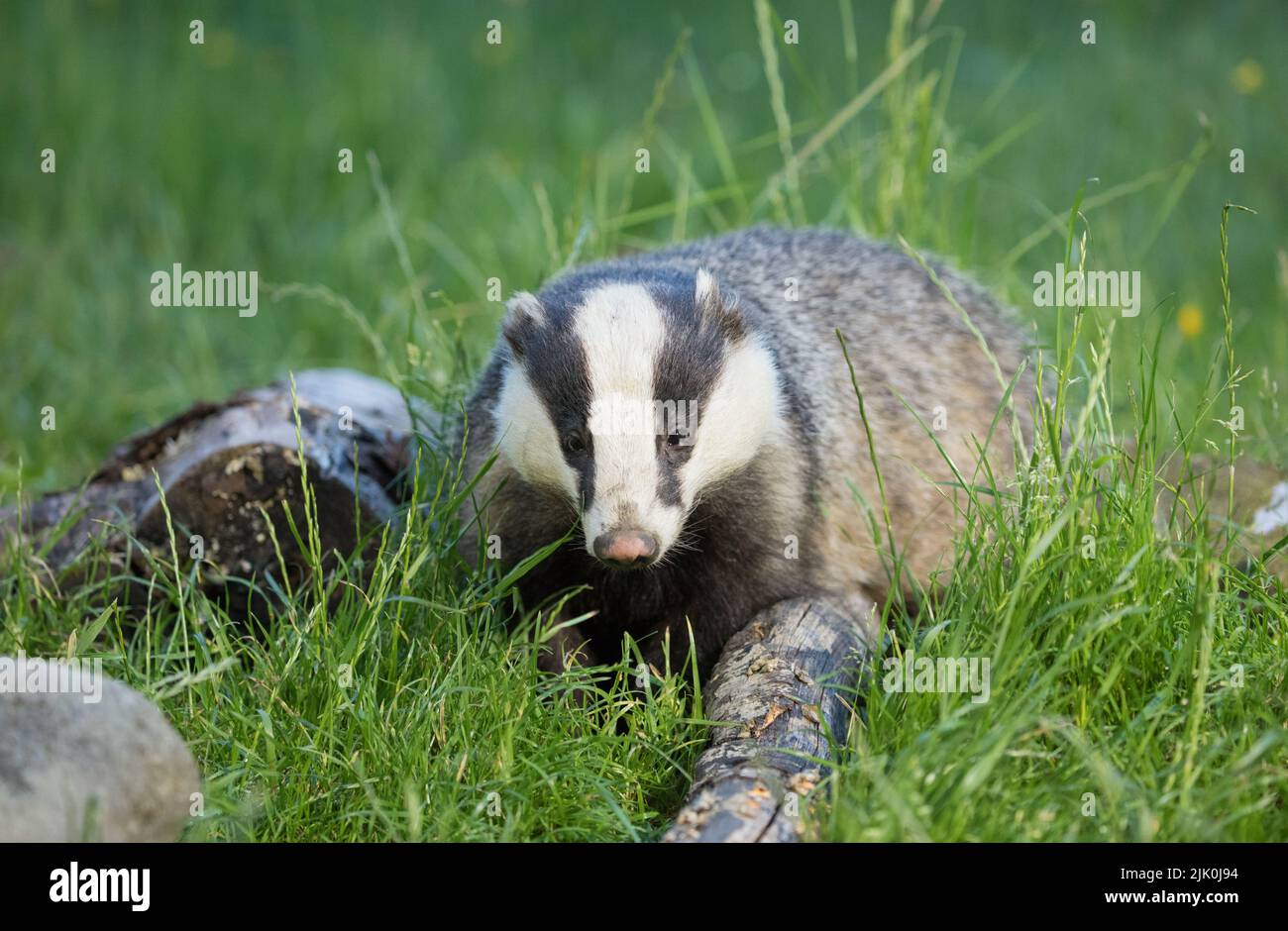 Badger at RSPB Wild Haweswater Stock Photo - Alamy