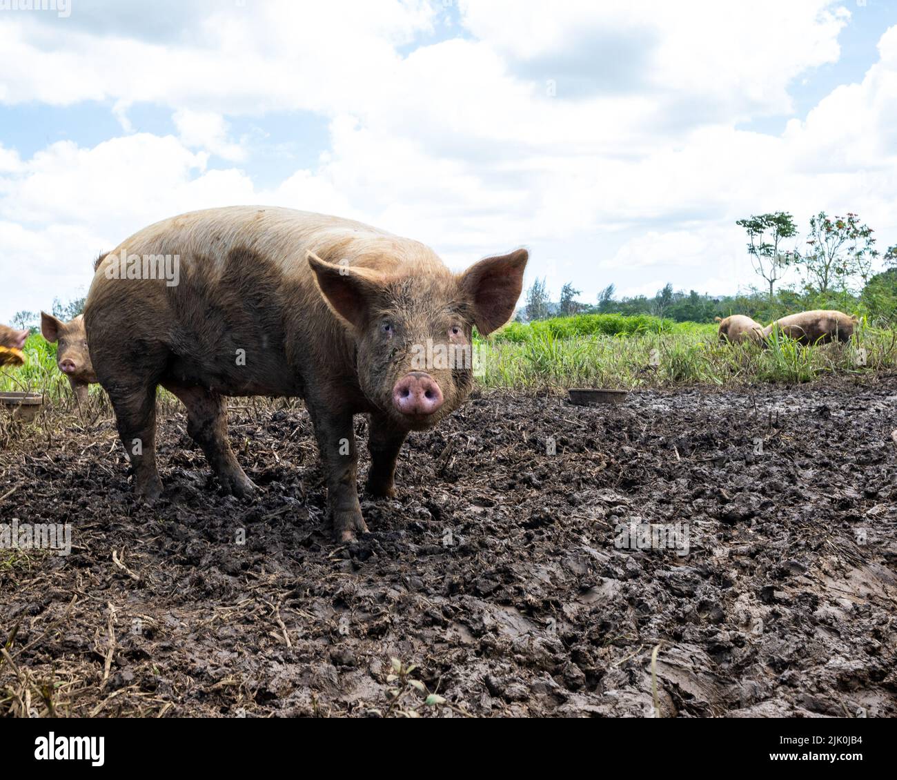 A dirty pig in the mud staring at the camera on a sunny day Stock Photo ...