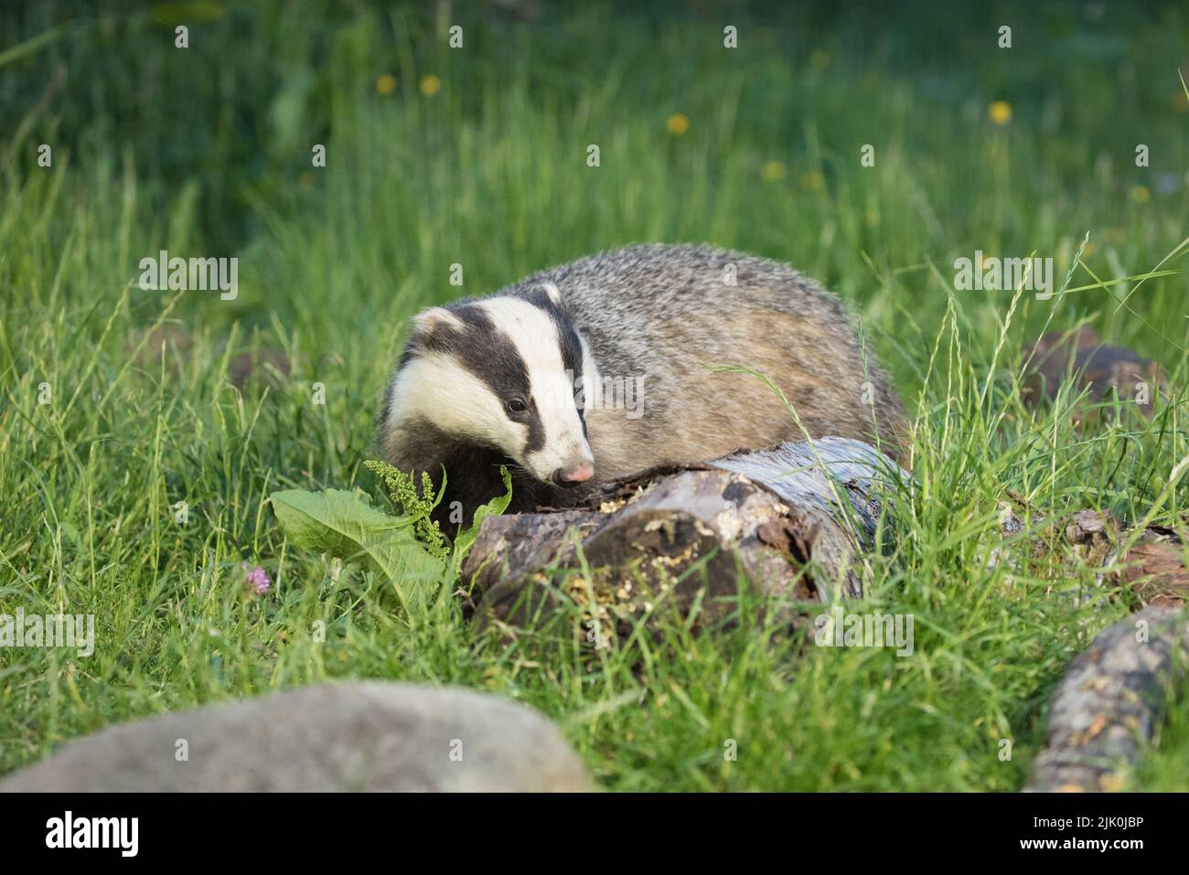 Badger at RSPB Wild Haweswater Stock Photo - Alamy