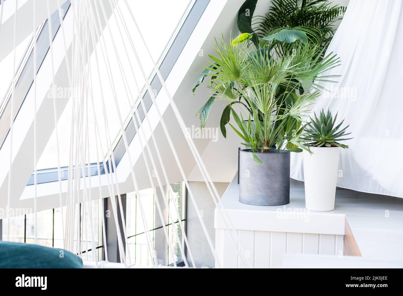 houseplants, palm trees in the interior Stock Photo - Alamy