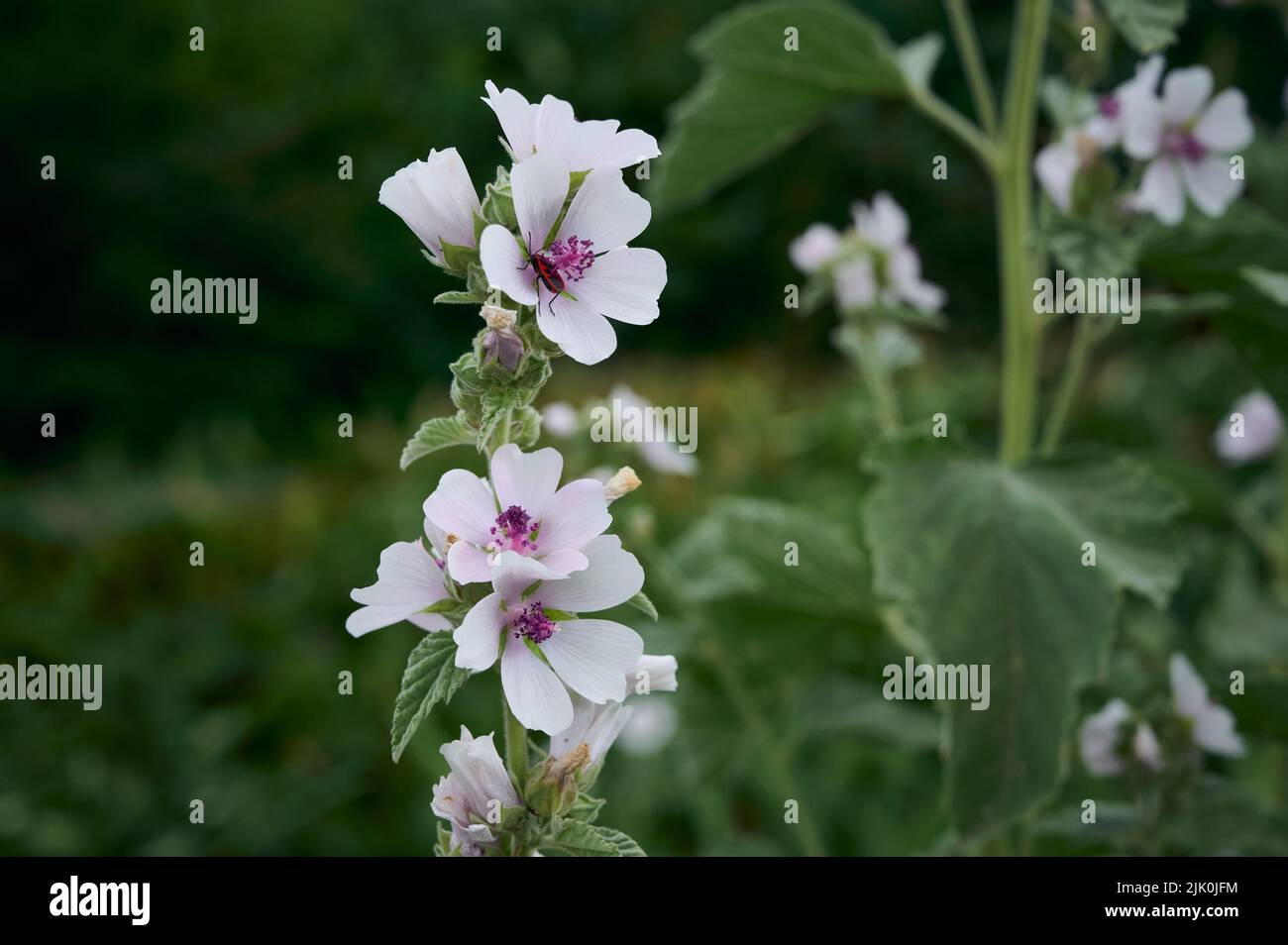 Wild flower Althaea officinalis in the garden Stock Photo - Alamy