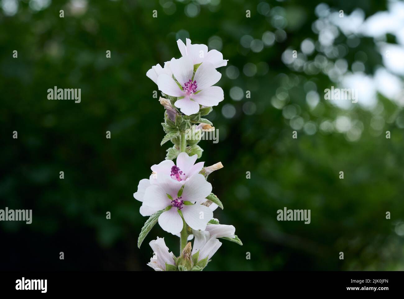 Wild flower Althaea officinalis in the garden Stock Photo - Alamy