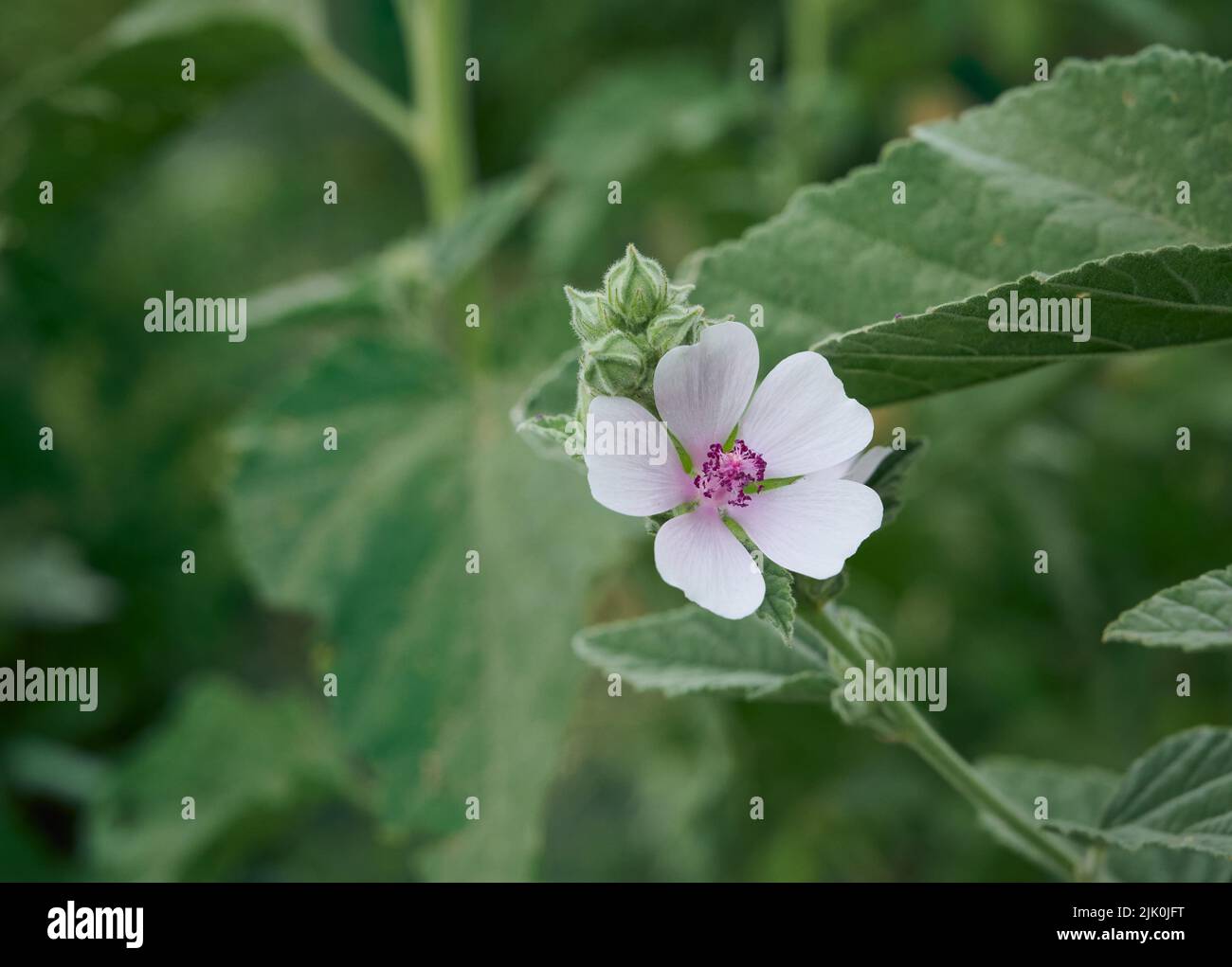 Althea officinalis botanical hi-res stock photography and images - Alamy