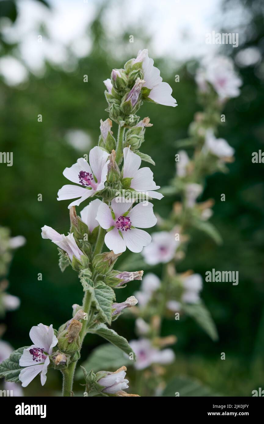 Common marshmallow althea officinalis hi-res stock photography and ...