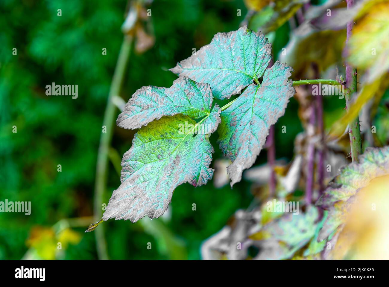 autumn leaves close-up - autumn tayberry leaves, autumn details, autumn ...