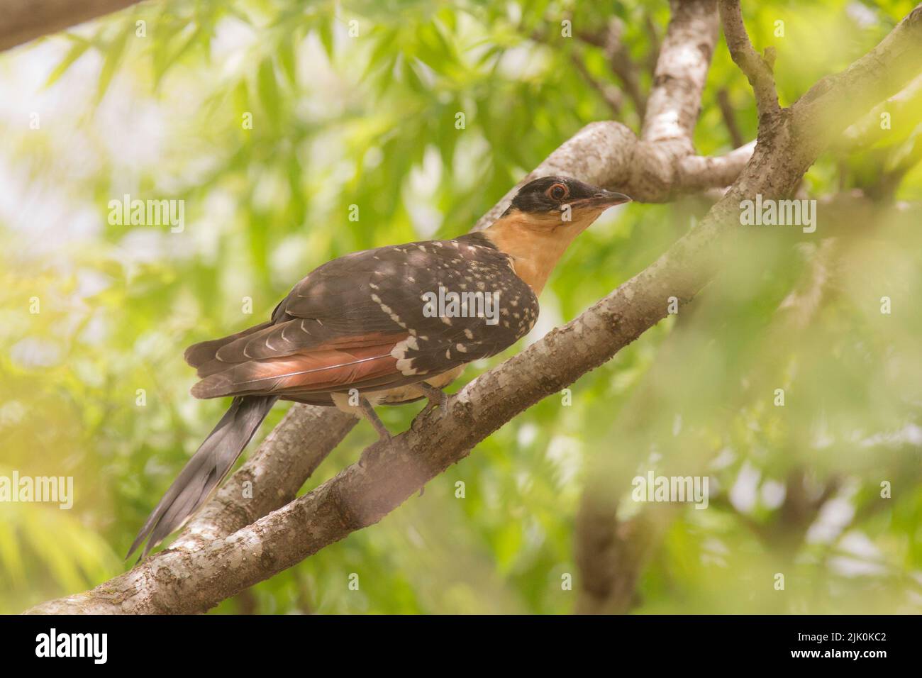 The great spotted cuckoo (Clamator glandarius) is a member of the ...